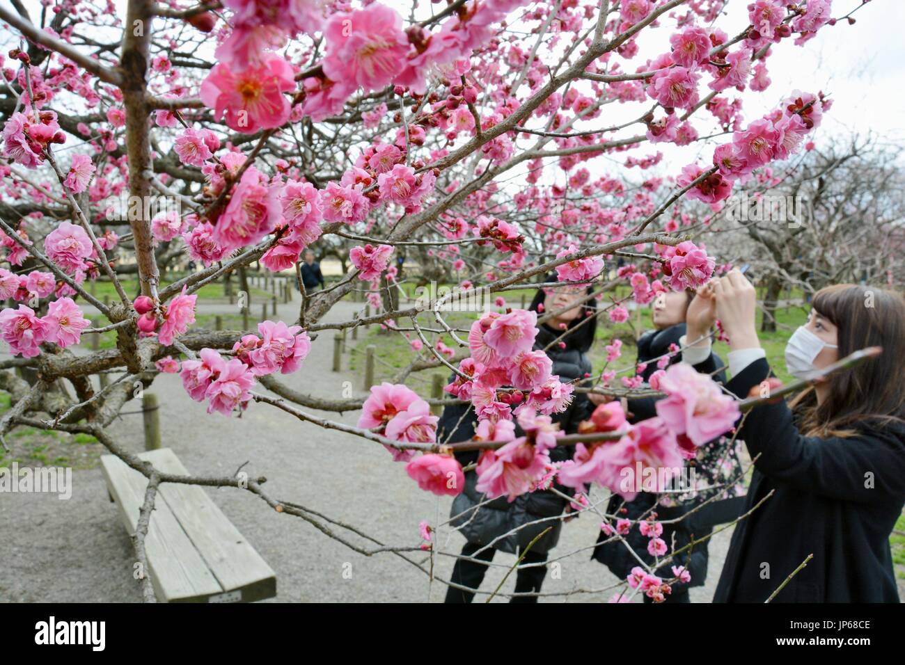 Precocious plum blossoms are at their best at Kairakuen park in Mito ...