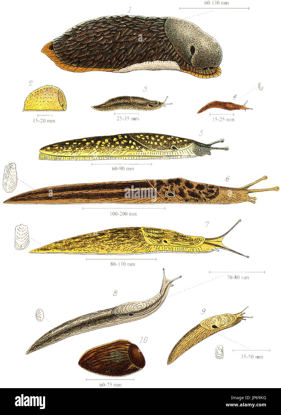 Various species of British land slugs, including (from the top) the ...