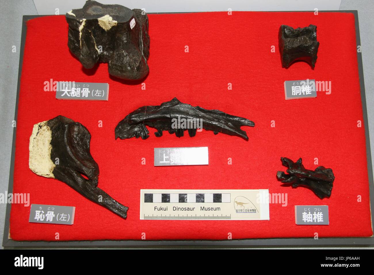 Fossils of a new species of Iguanodontia excavated in Katsuyama, Fukui ...