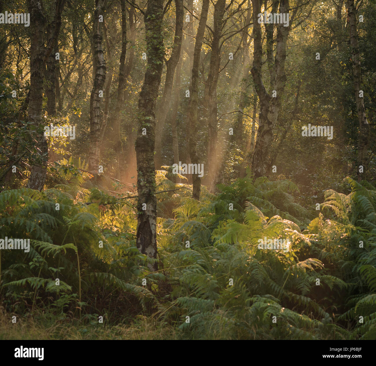 Beautiful forest hi-res stock photography and images - Alamy