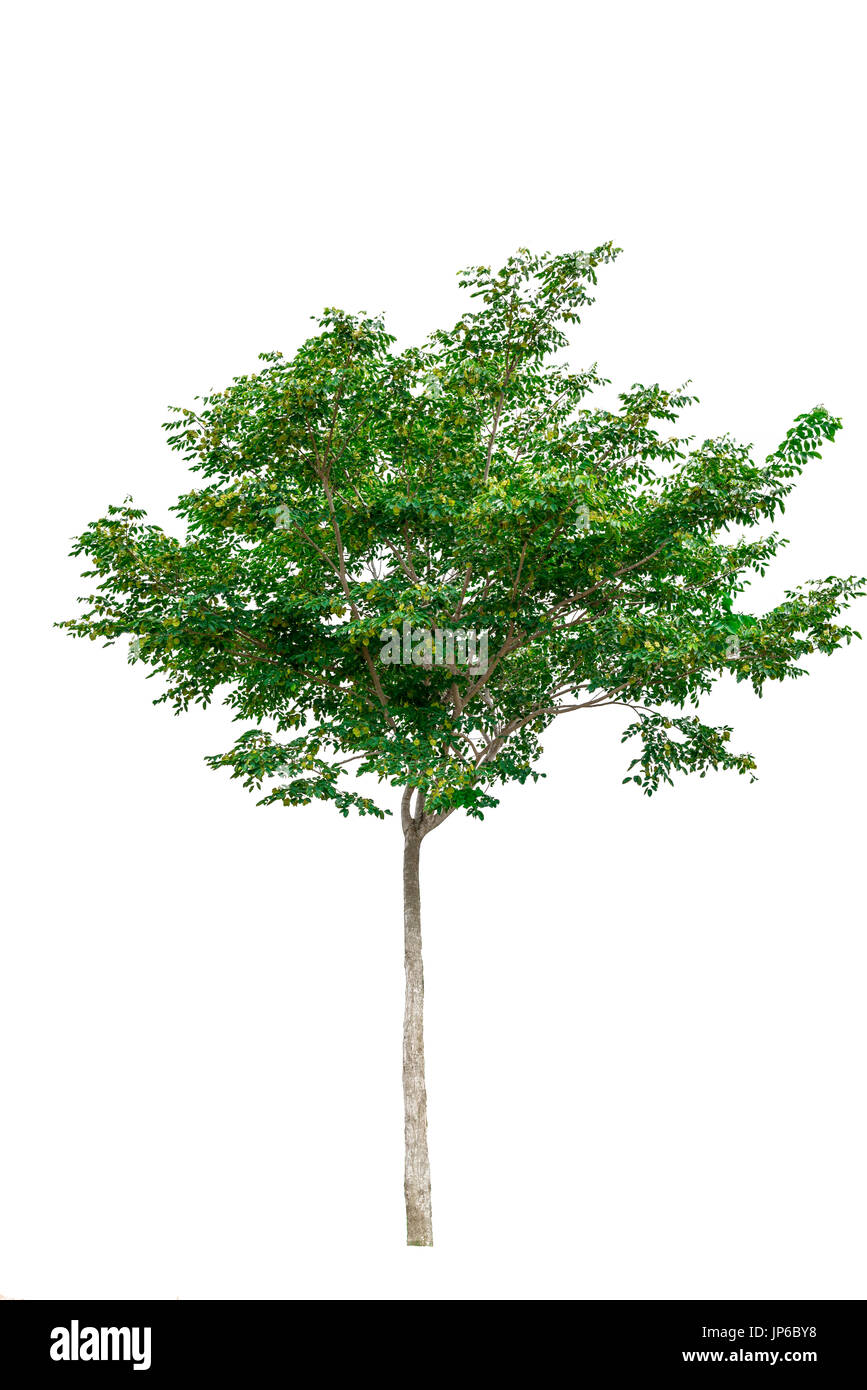 Green tree isolated on white background Stock Photo - Alamy