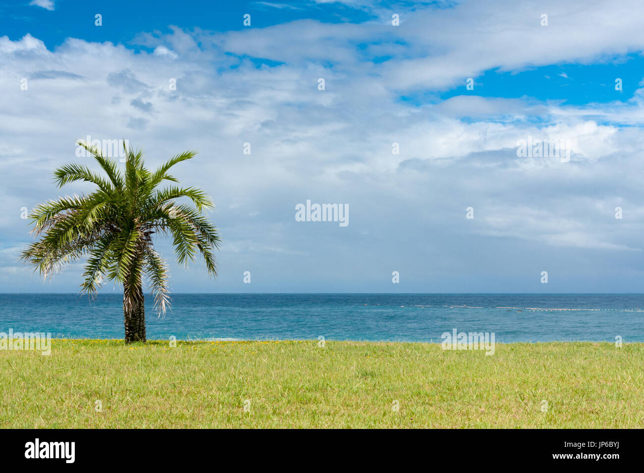 Single palm tree stands alone centre left in field of grass, Chisingtan ...