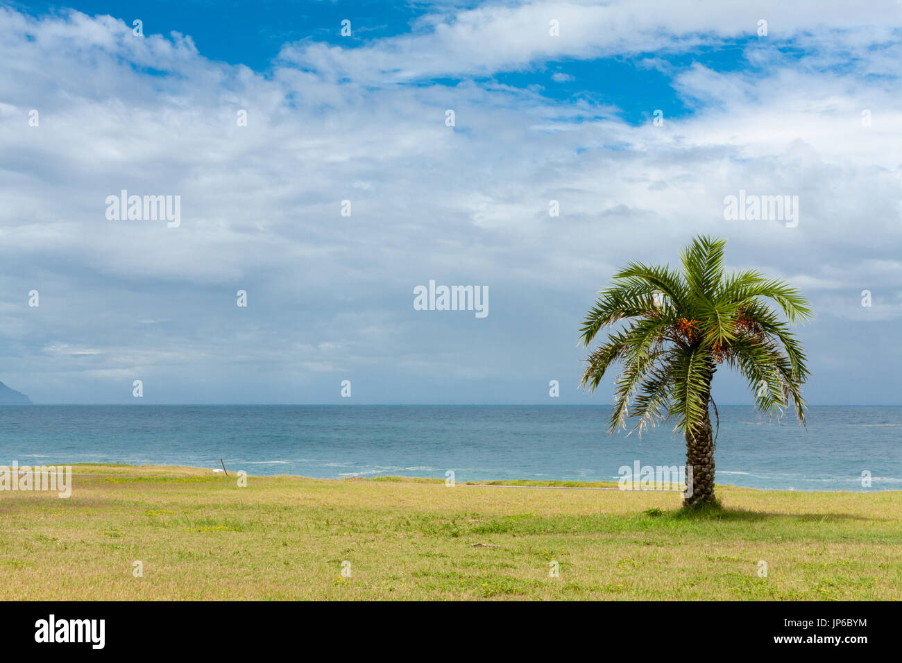 Single palm tree stands alone centre right in grass field with sea on ...