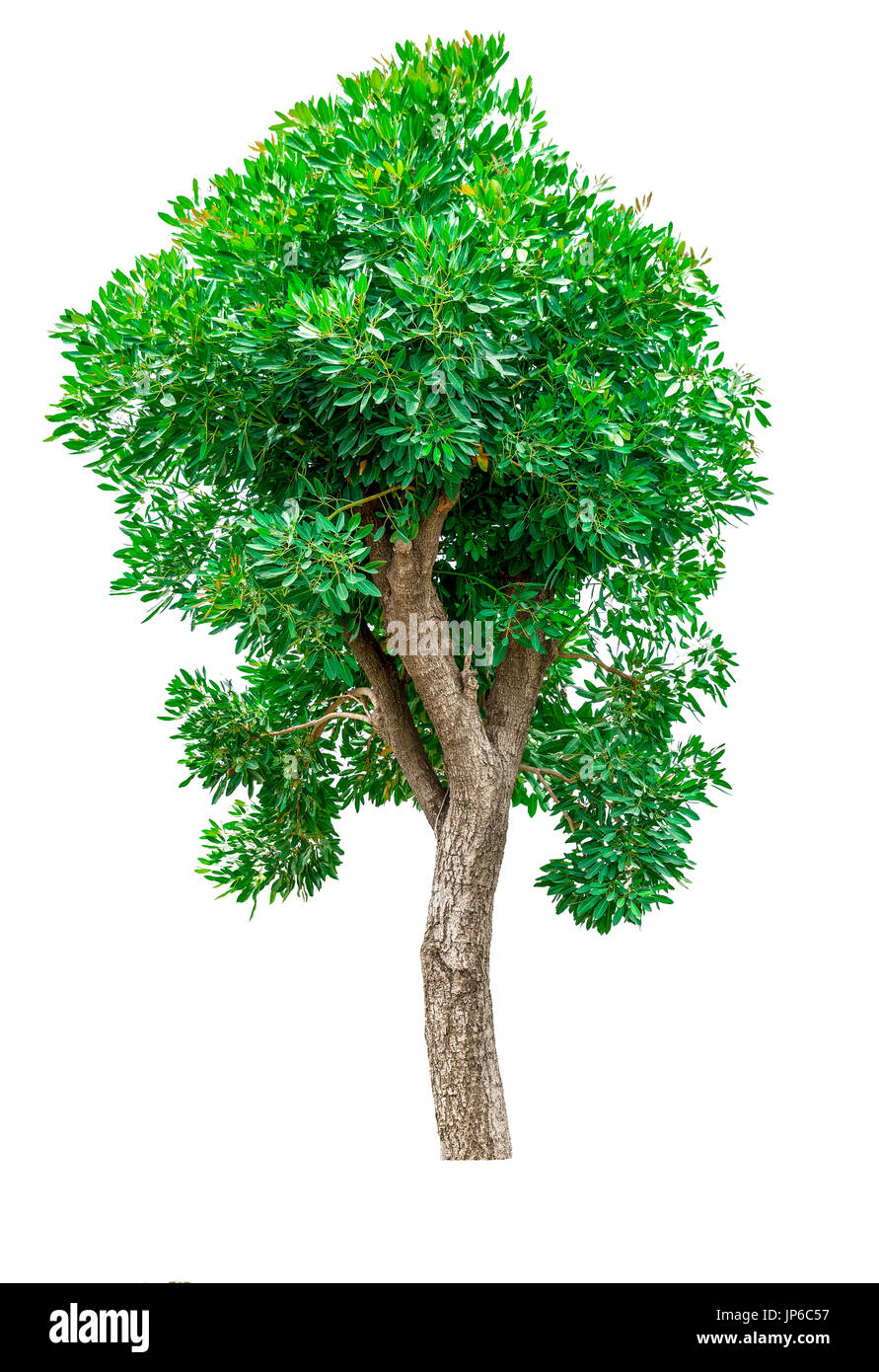 Green tree isolated on white background Stock Photo - Alamy