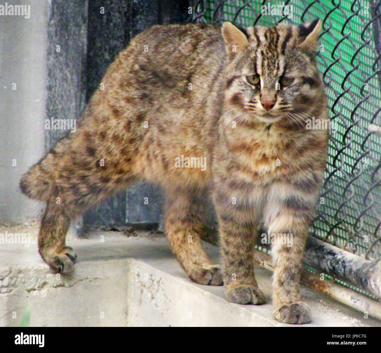 A Tsushima leopard cat, a national endangered species inhabiting ...