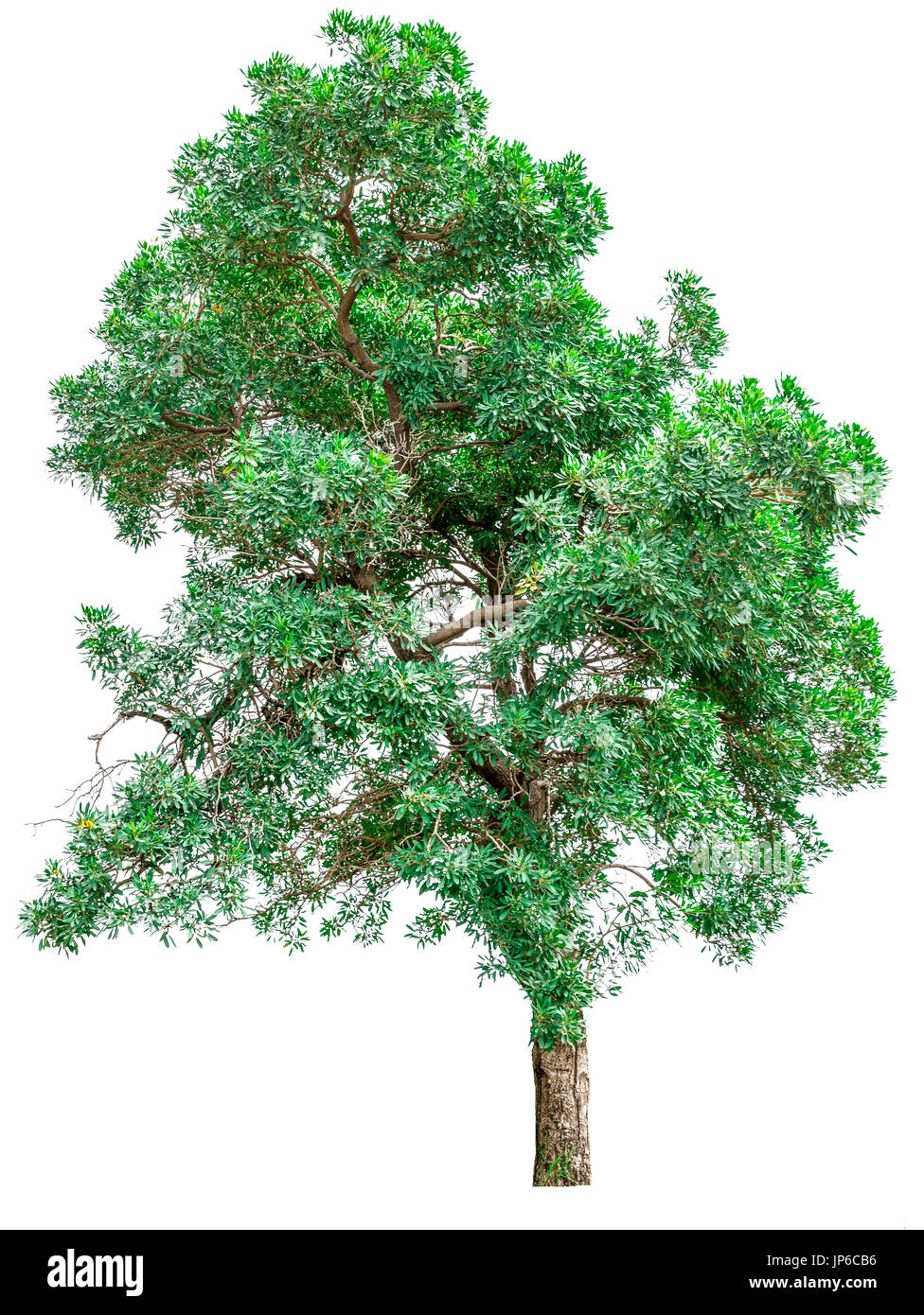 Green tree isolated on white background Stock Photo - Alamy