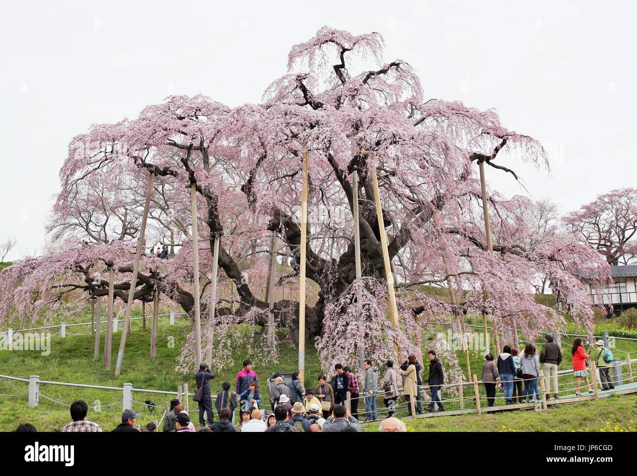 People enjoy the famous "Miharu Takizakura" (waterfall cherry tree) in ...