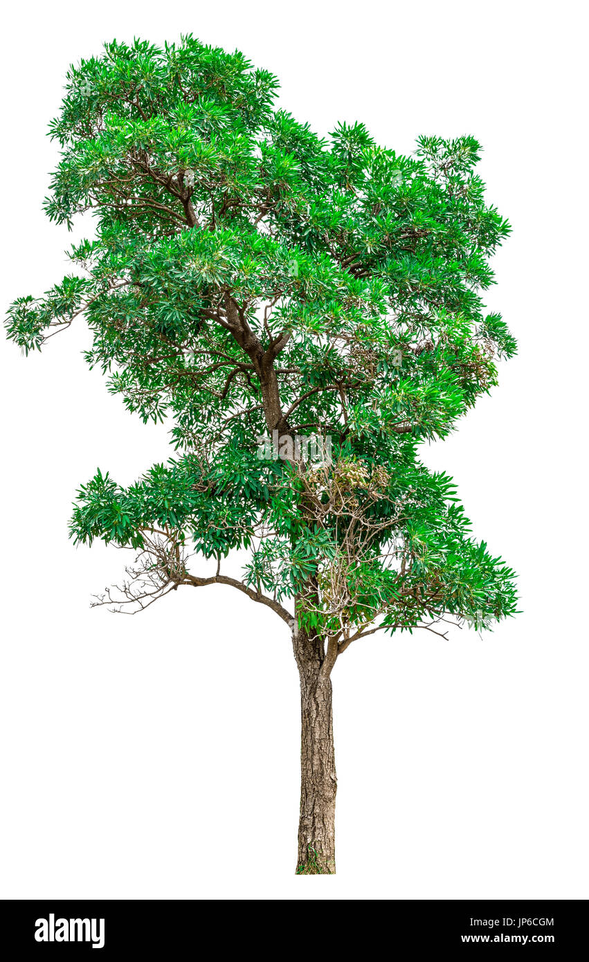 Green tree isolated on white background Stock Photo - Alamy