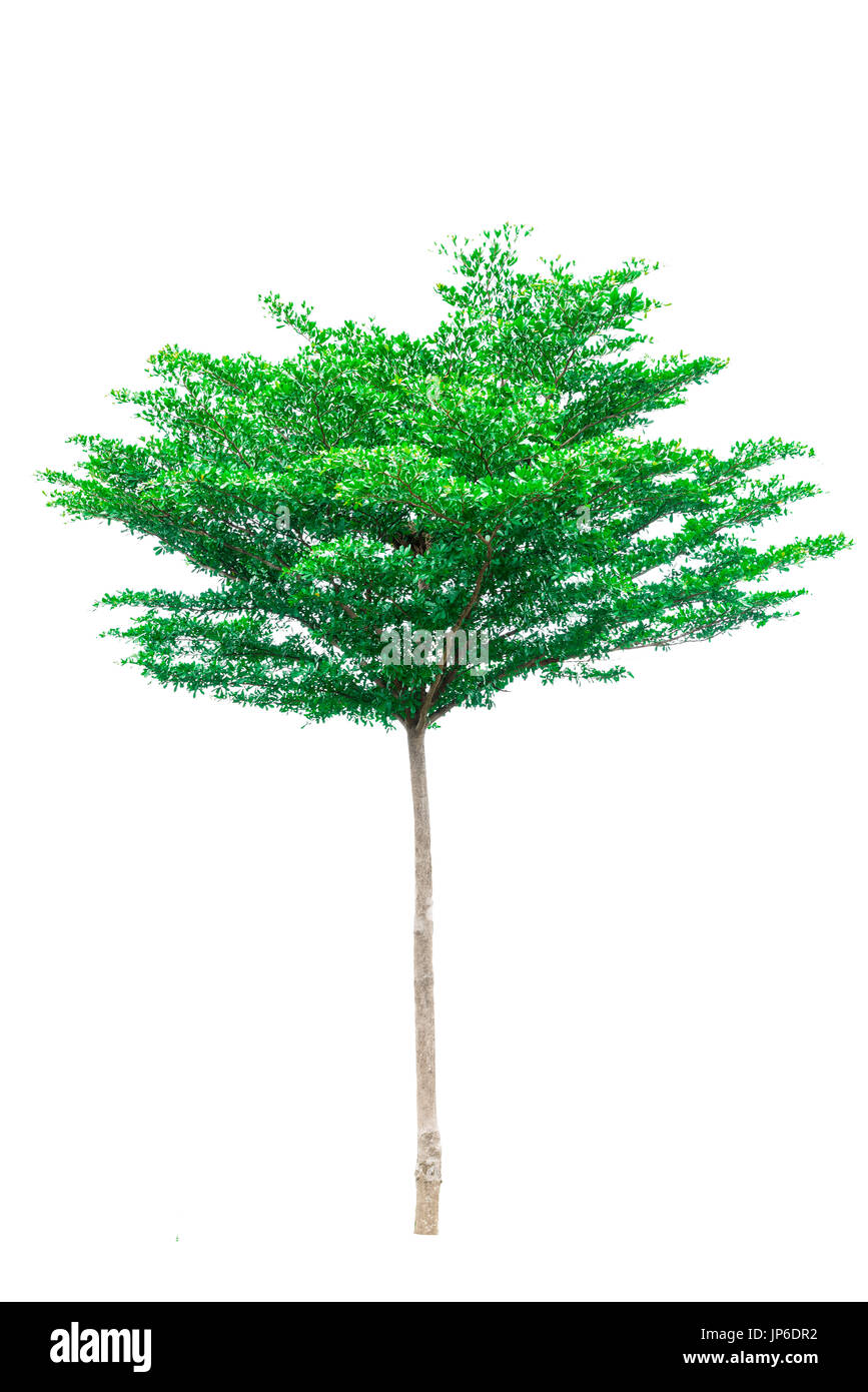 Green tree isolated on white background Stock Photo - Alamy
