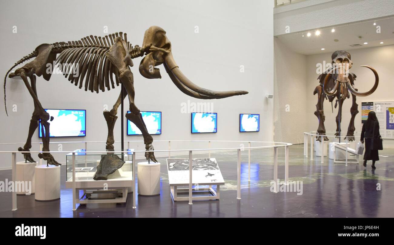 Skeleton replicas of a Naumann elephant (L) and a mammoth, on display ...