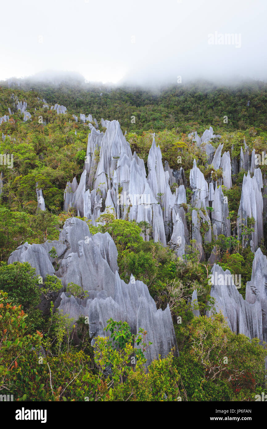 Limestone pinnacles at gunung mulu national park Stock Photo - Alamy