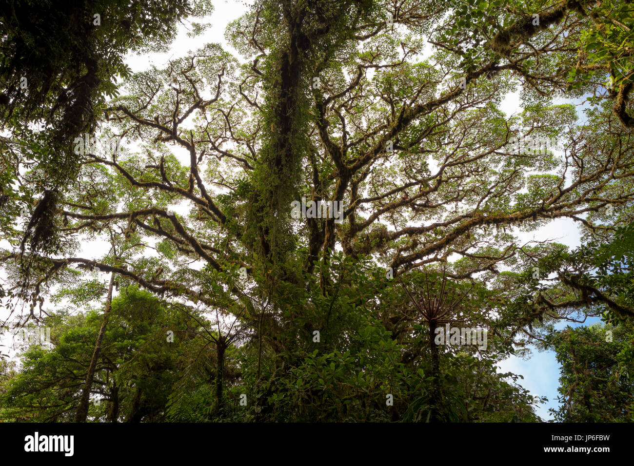 Tree foliage in rainforest Stock Photo - Alamy