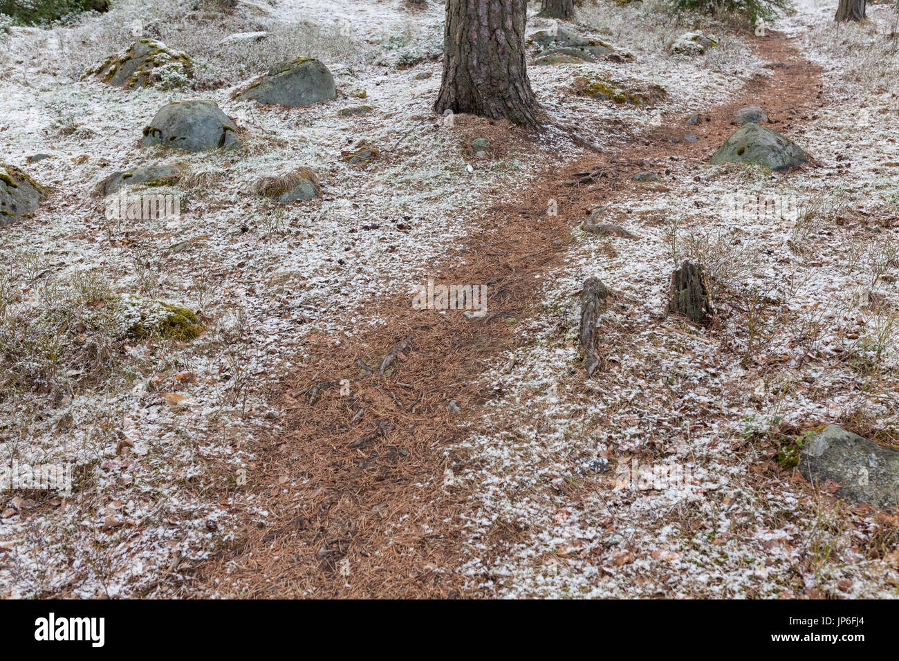 Fresh snow in forest path Stock Photo - Alamy