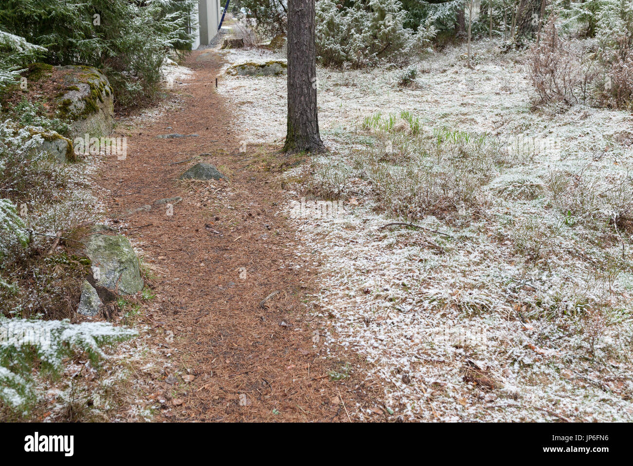 Fresh snow in forest path Stock Photo - Alamy