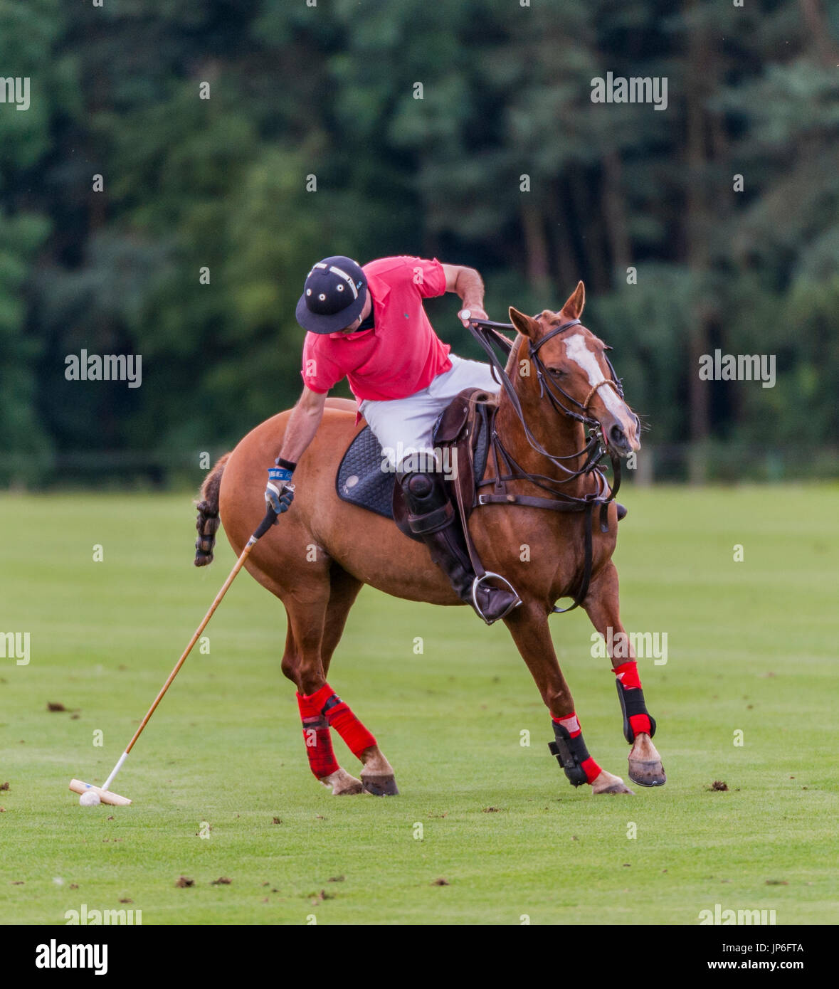 Horses polo equestrian club hi-res stock photography and images - Alamy
