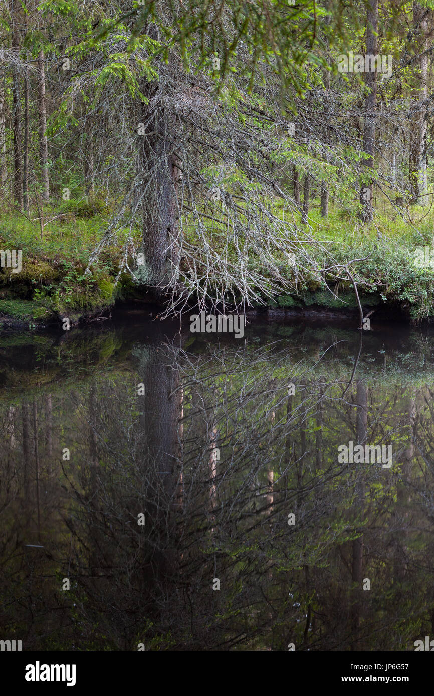 Small forest pond perfect reflection Stock Photo - Alamy