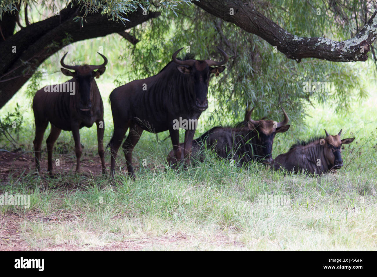 Bluewildebeestinshade hi-res stock photography and images - Alamy