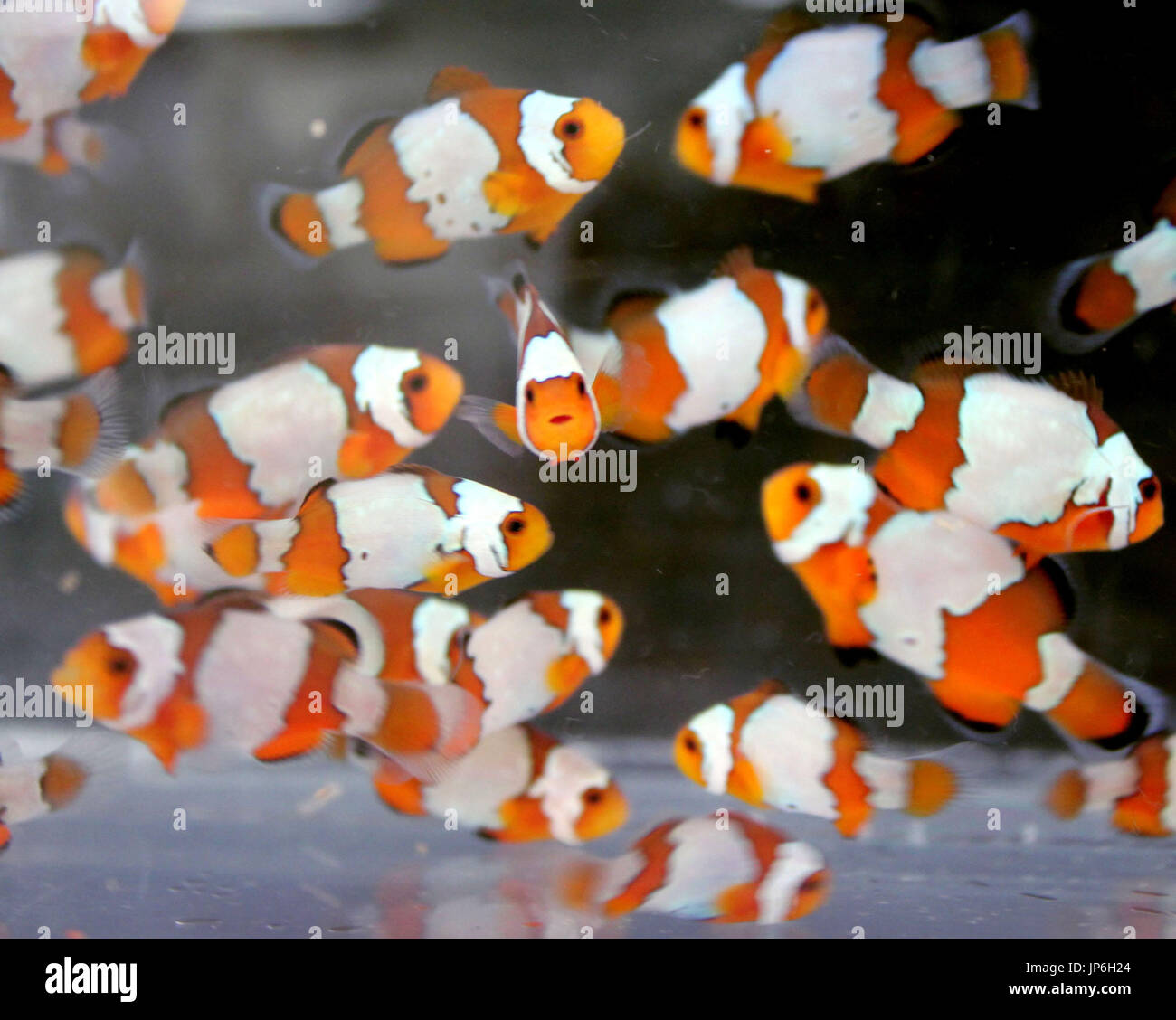 Snowflake ocellaris clownfish swim in a water tank at a vocational ...