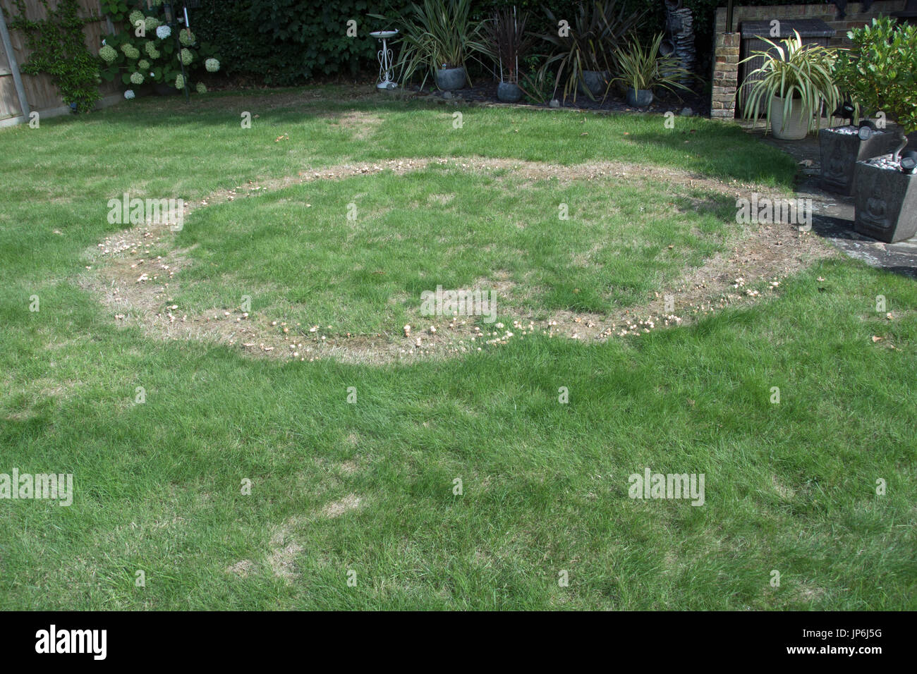 Toadstools lawn fairy circle hi-res stock photography and images - Alamy