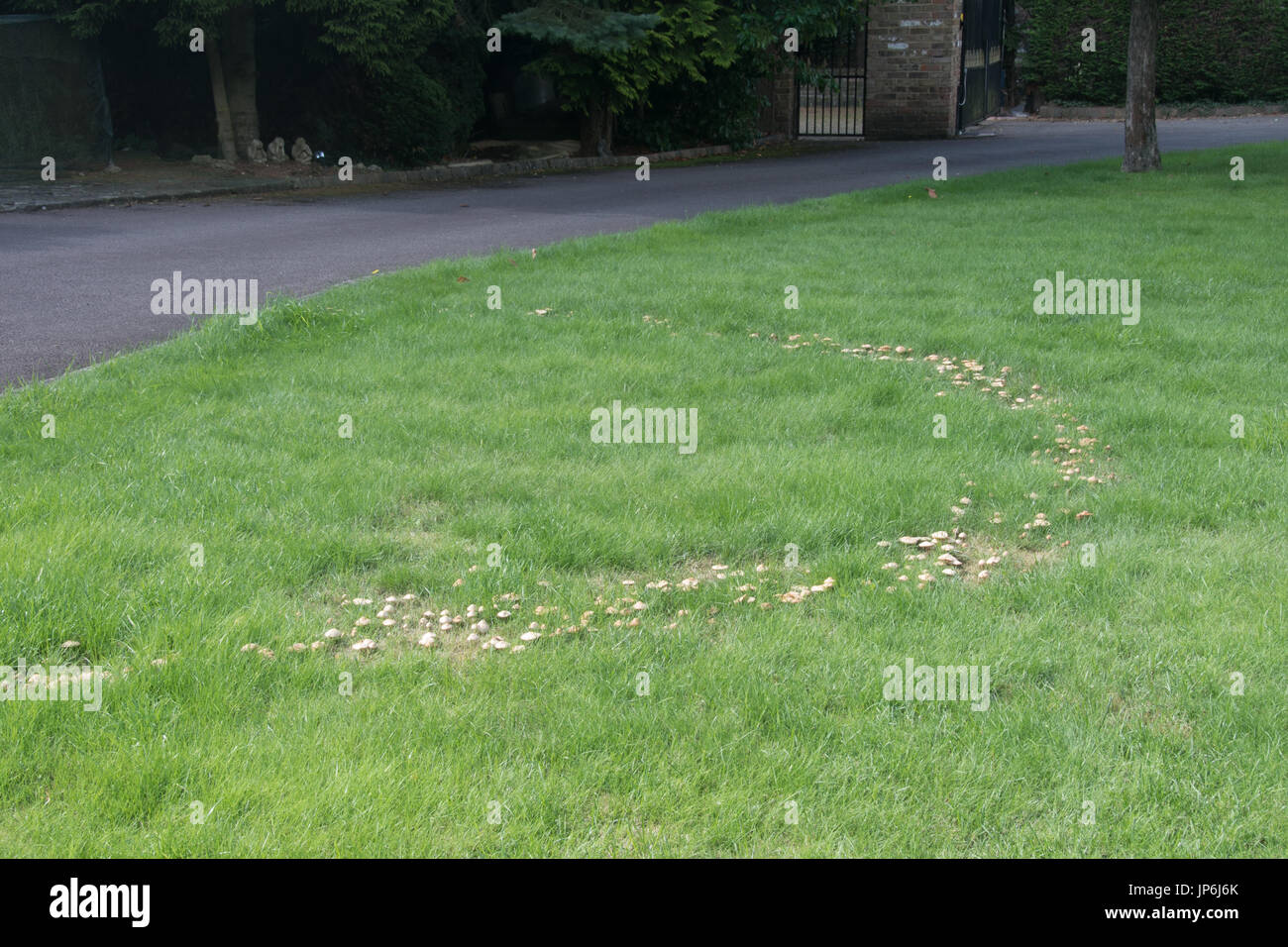 Toadstools fairy ring hi-res stock photography and images - Alamy