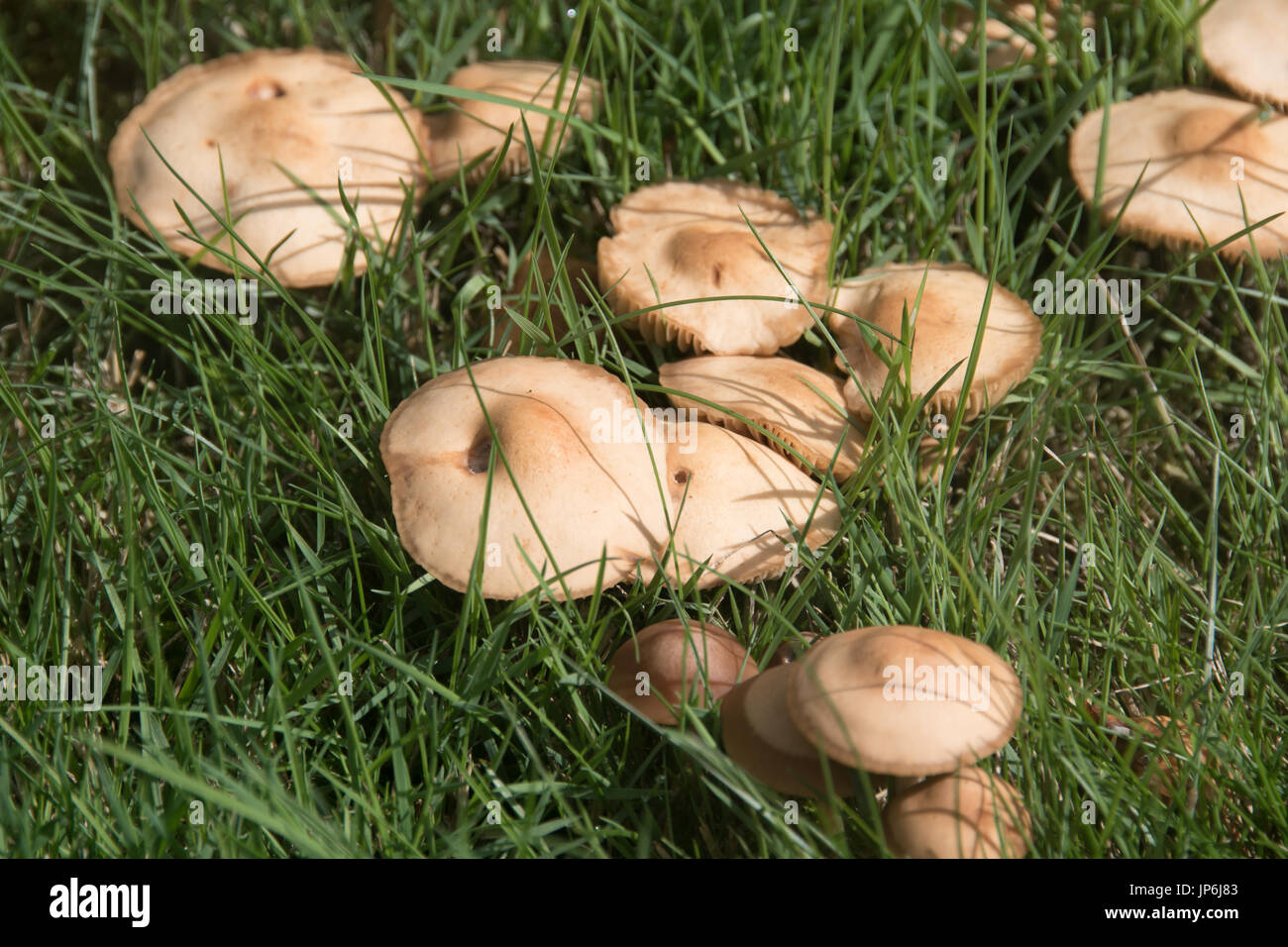 Toadstools lawn fairy circle hi-res stock photography and images - Alamy