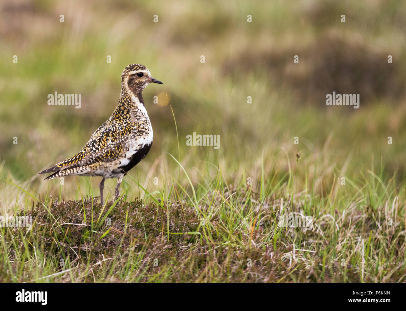 Golden plover uk summer hi-res stock photography and images - Alamy