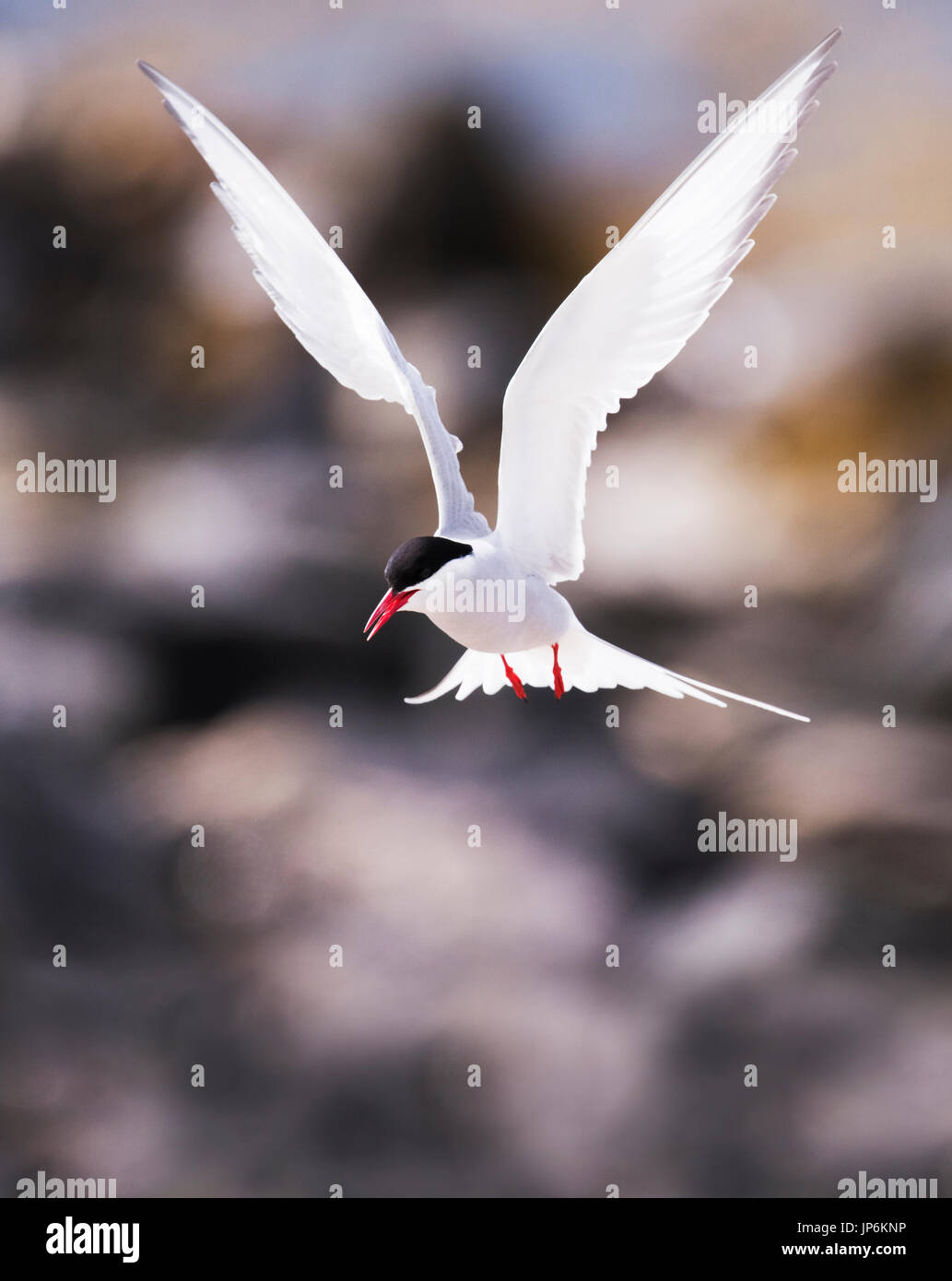 An Arctic Tern (Sterna paradisaea) hovering, Shetland, UK Stock Photo ...