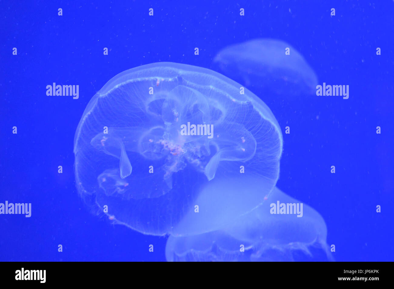Jellyfish in the tank Stock Photo - Alamy