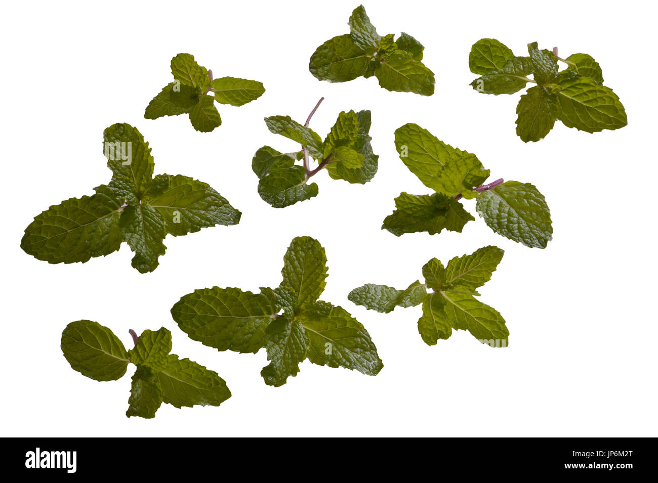 Green foliage of mint hi-res stock photography and images - Alamy