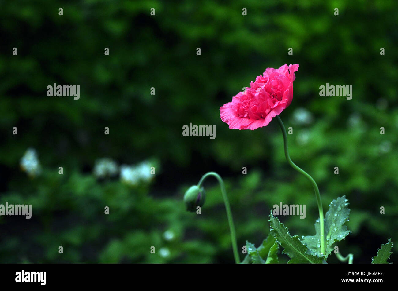 Lone pink flower hi-res stock photography and images - Alamy