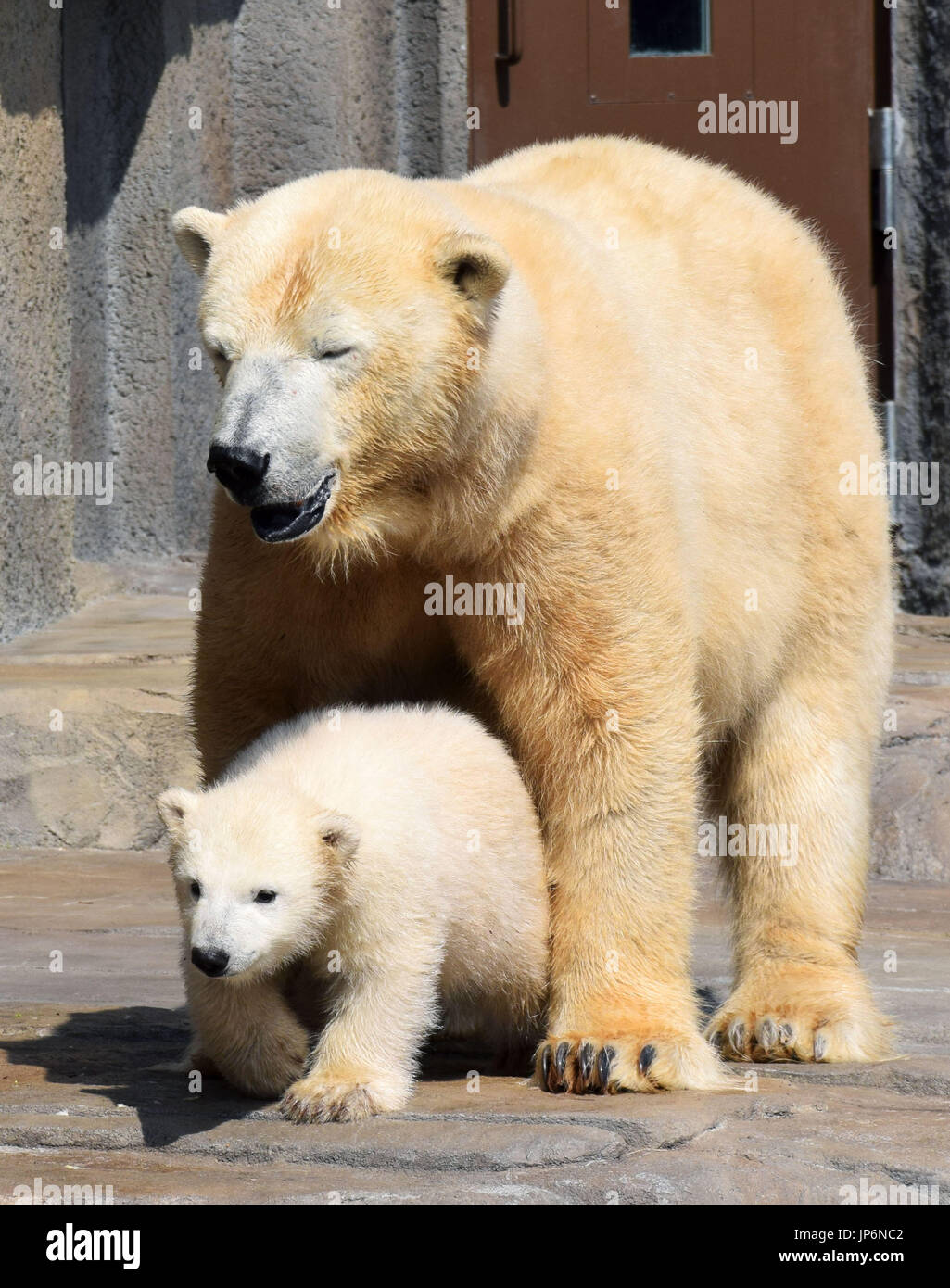 Lara, a 20-year-old polar bear, is seen with her cub at Sapporo ...