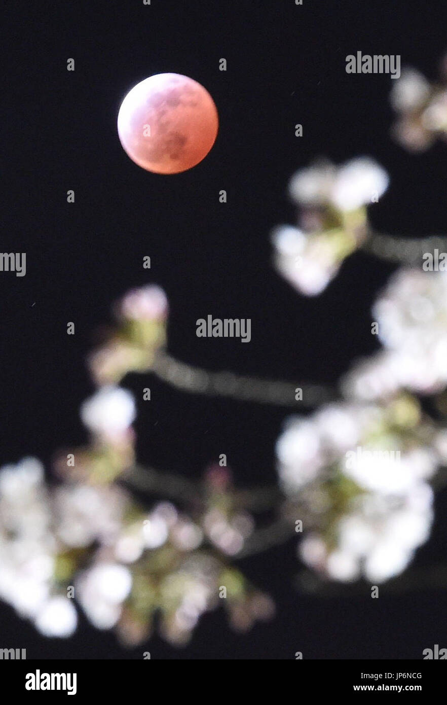 Photo shows a total lunar eclipse and cherry blossoms seen in Shiroishi ...