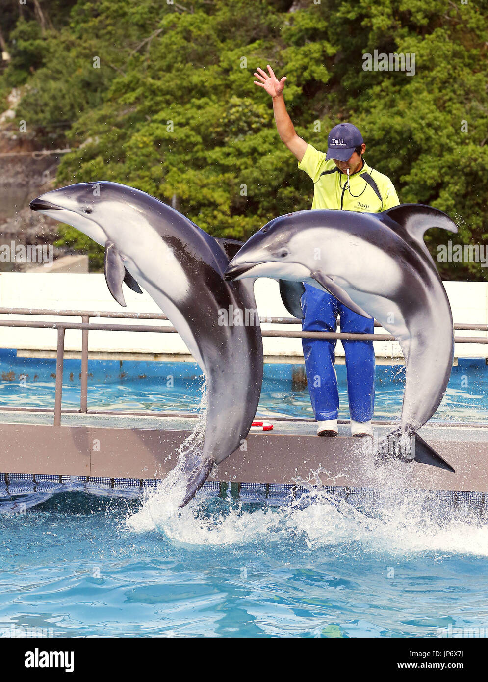 A dolphin show is held at Taiji Whale Museum in the town of Taiji in ...