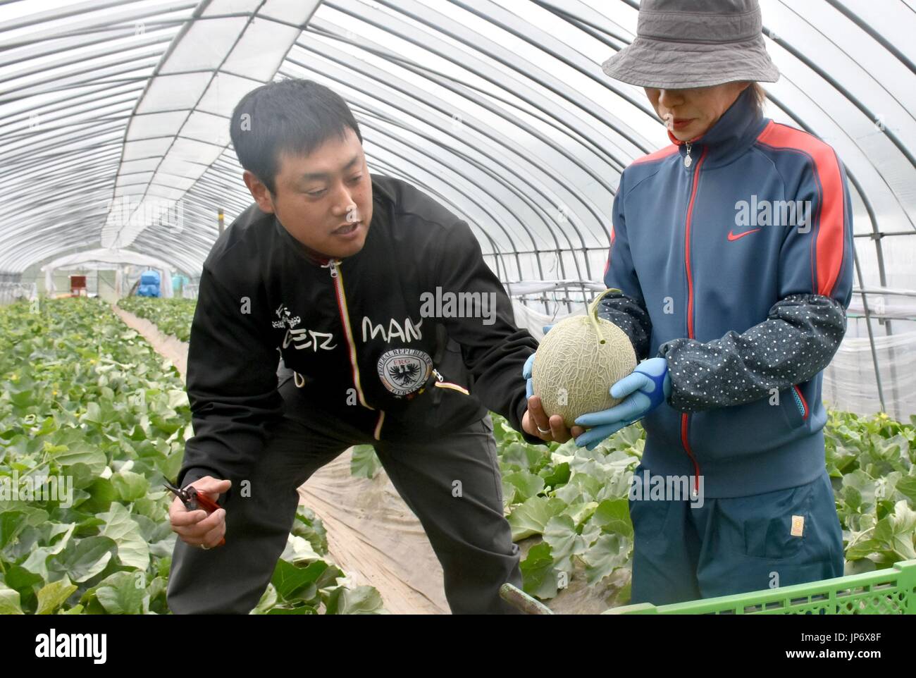 Takahiro Kobayashi (L), grower of Yubari King Melons, begins harvesting ...