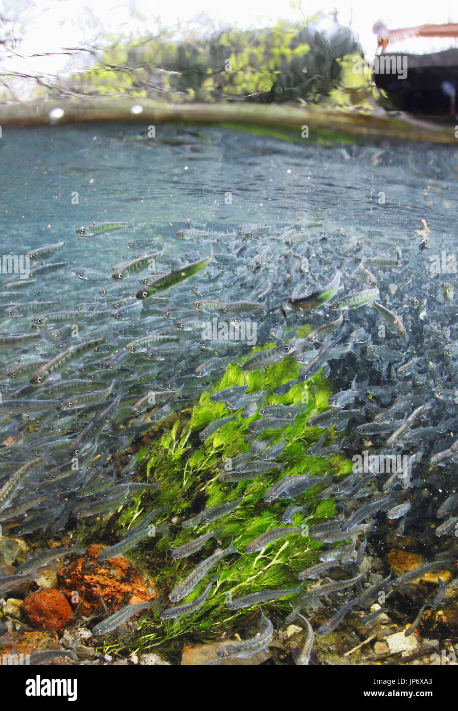 Chum salmon fry form a school in the Nishibetsu River in the town of ...