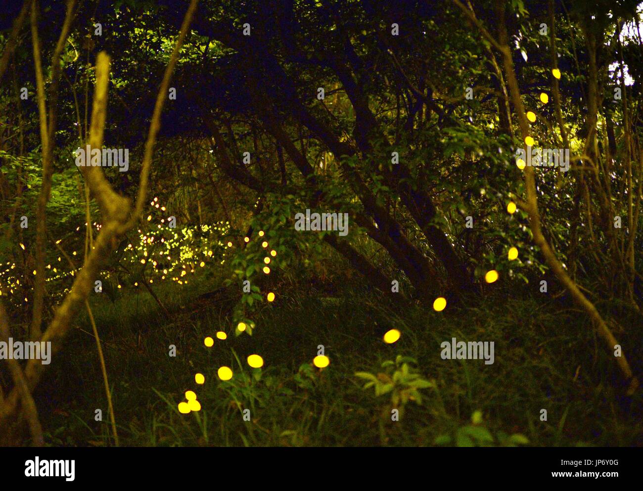 Fireflies hover in the forest of Aioiyama Ryokuchi Park in Nagoya ...