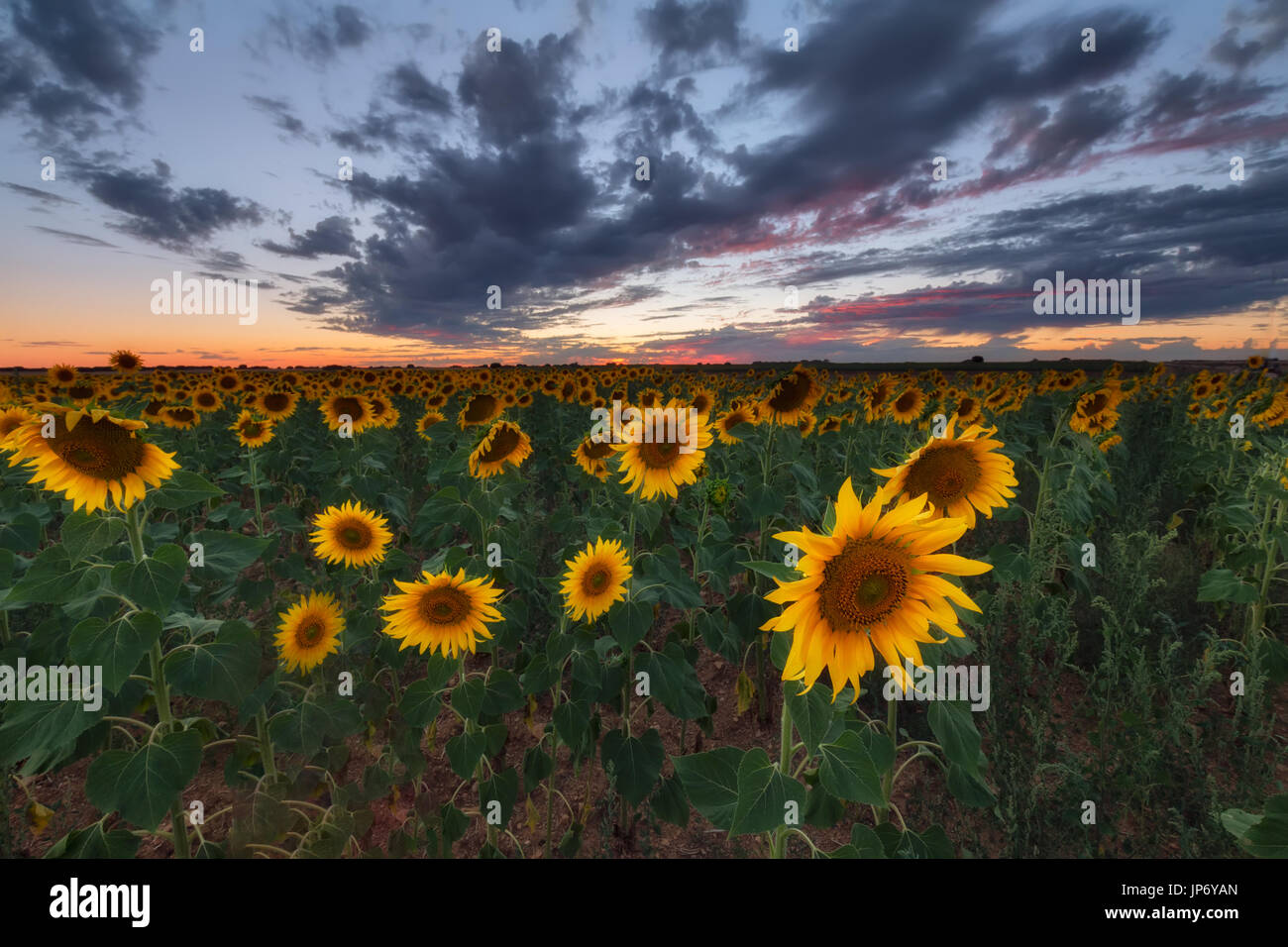 Sunflower field at sunset Stock Photo - Alamy