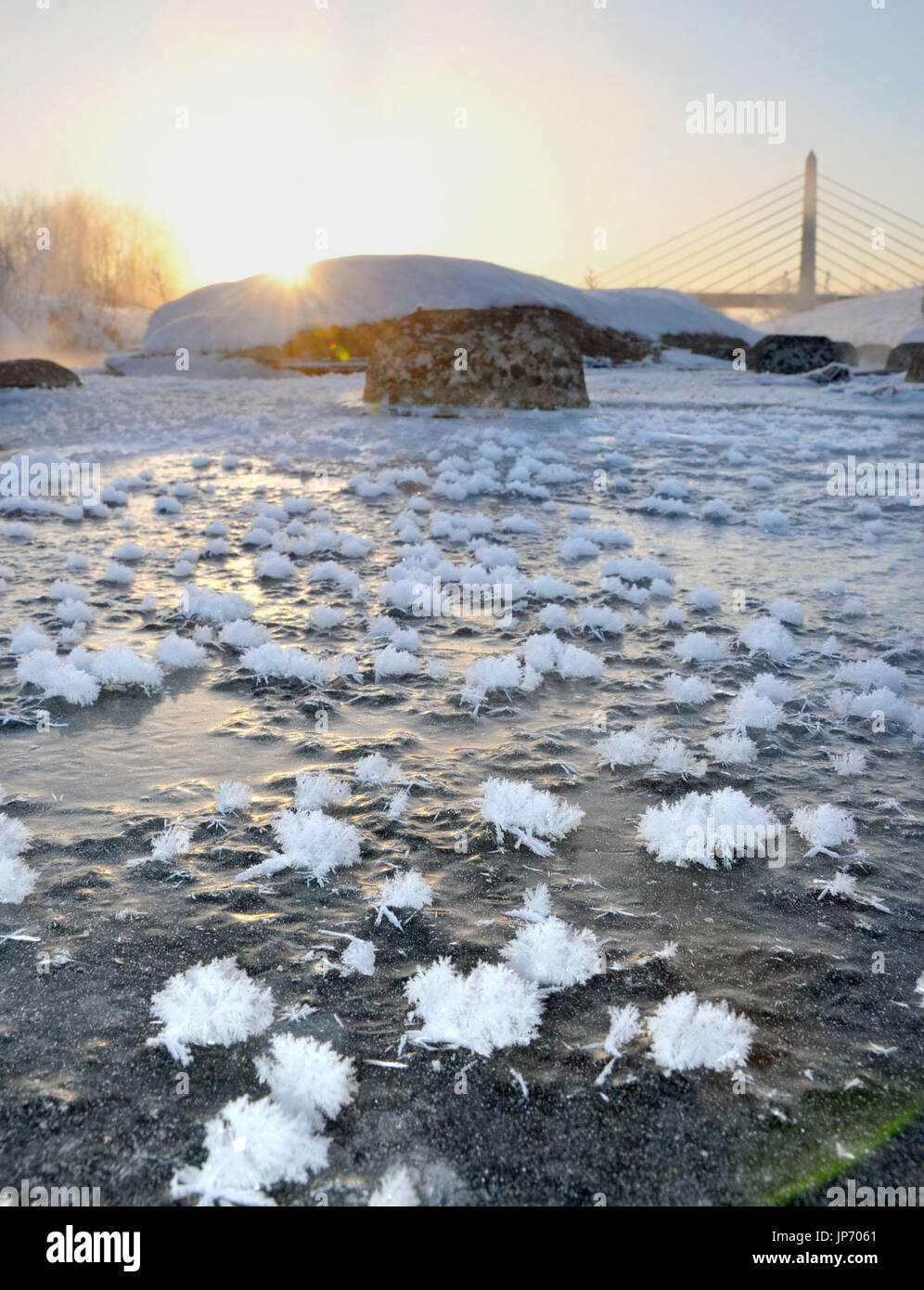 Frost flowers, or thin layers of ice resembling flowers, sprout in the ...