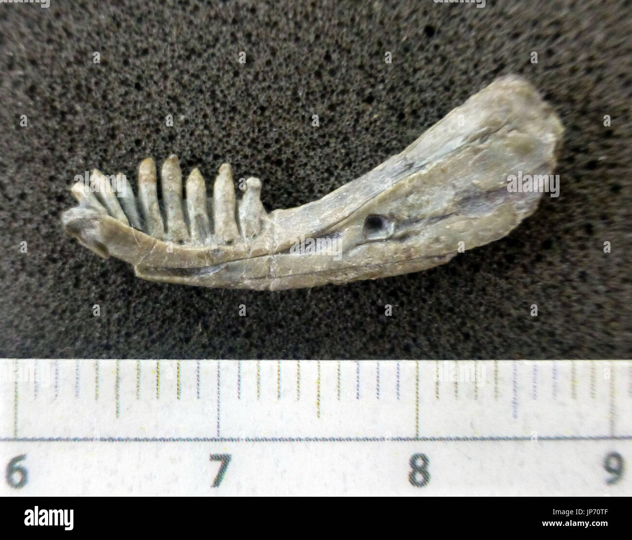 A fossilized lower jawbone unearthed in 2007 from a geological layer of ...