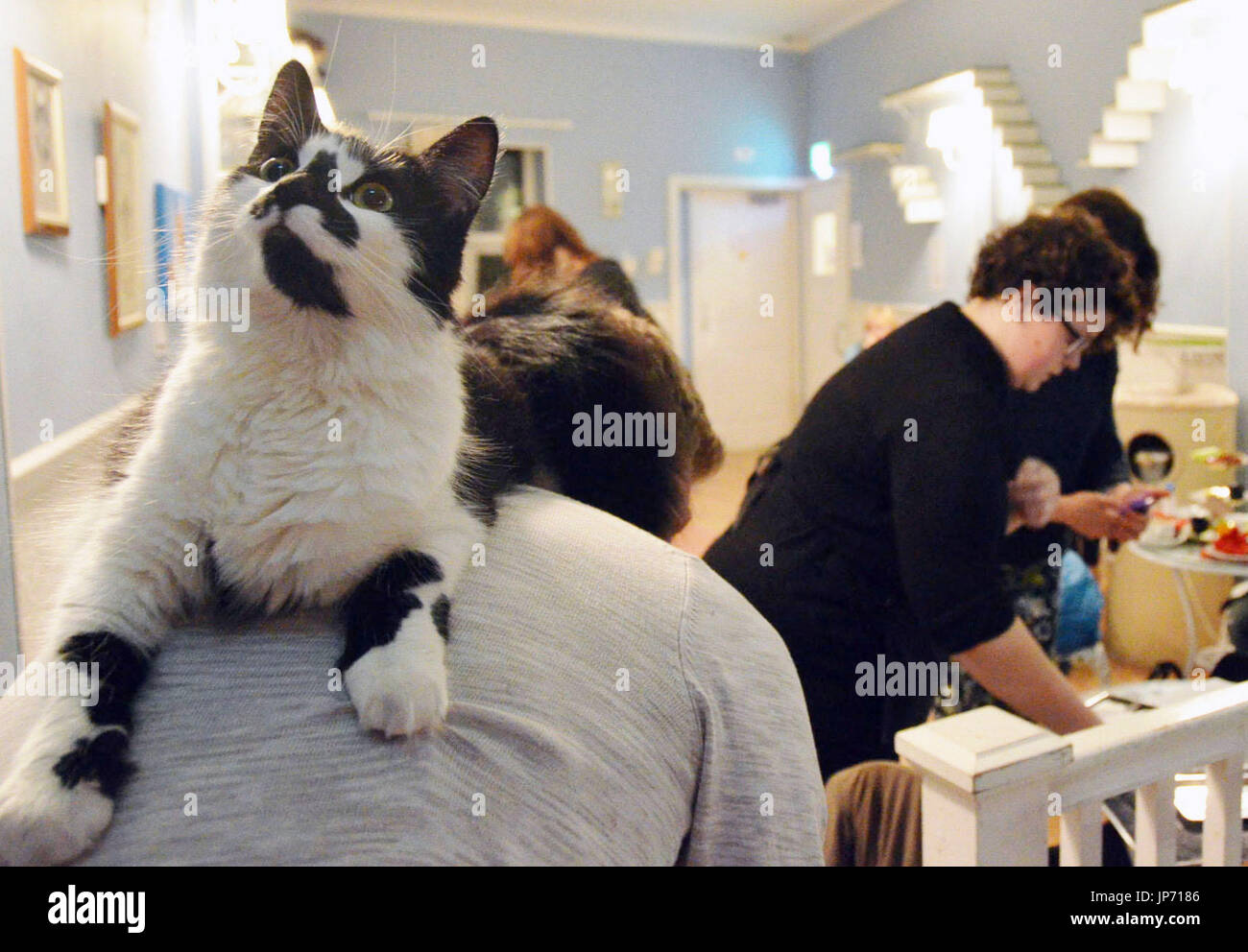 A cat cafe in London is busy with customers as seen in this file photo ...