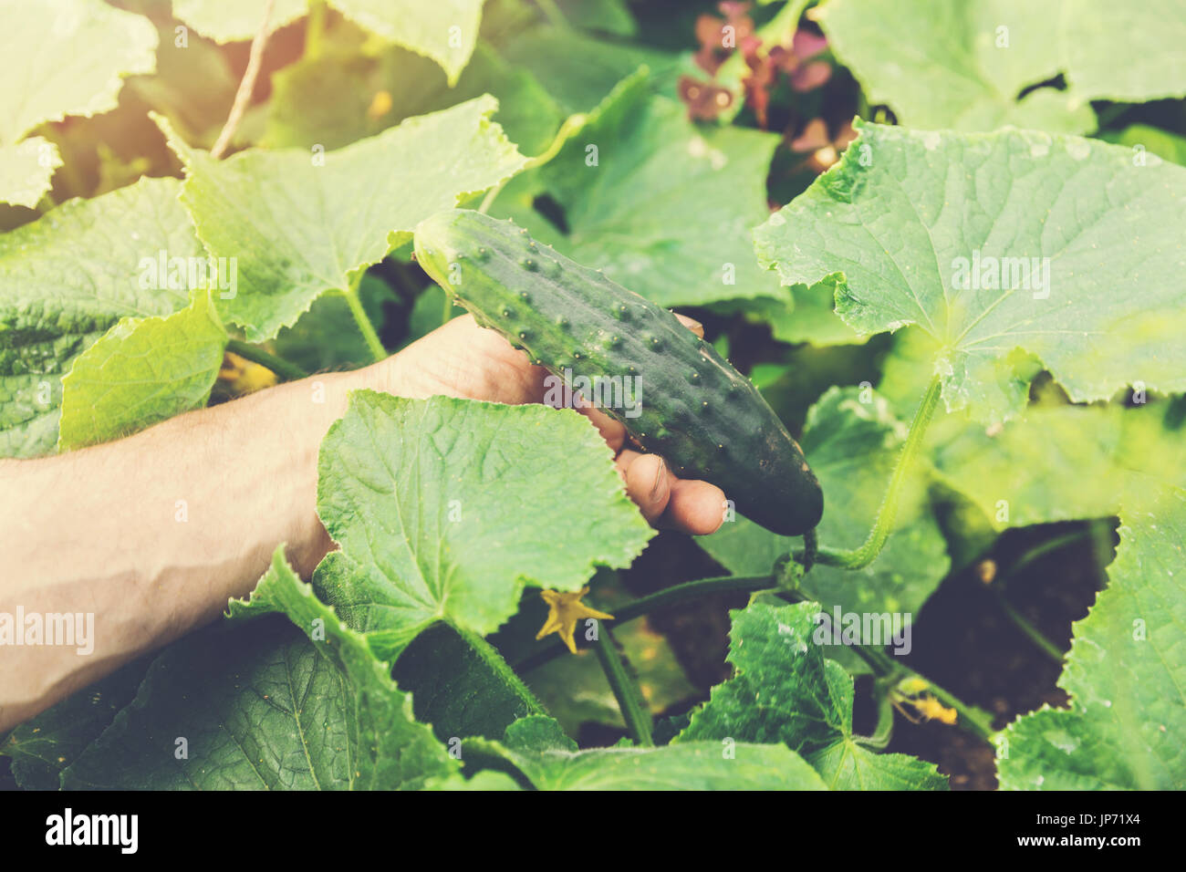 hand of gardener picking cucumber Stock Photo - Alamy
