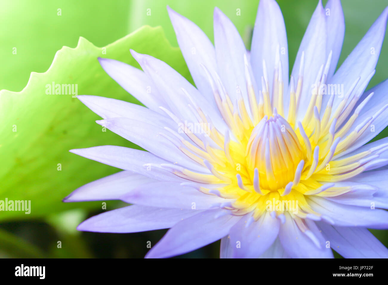 Blue Lotus flower background Stock Photo - Alamy