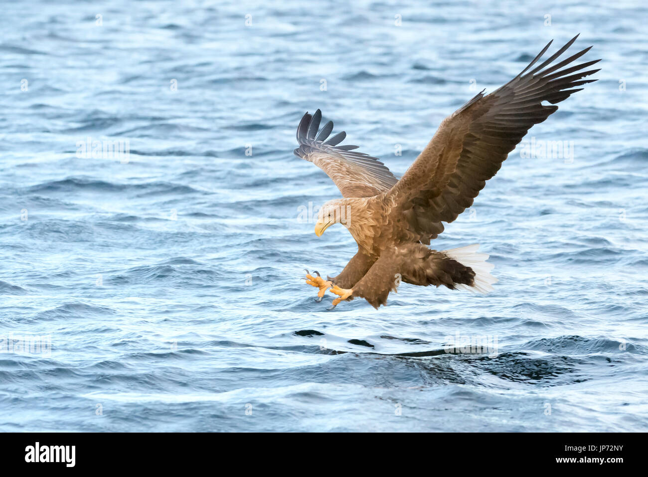 Eagle catching fish hi-res stock photography and images - Alamy