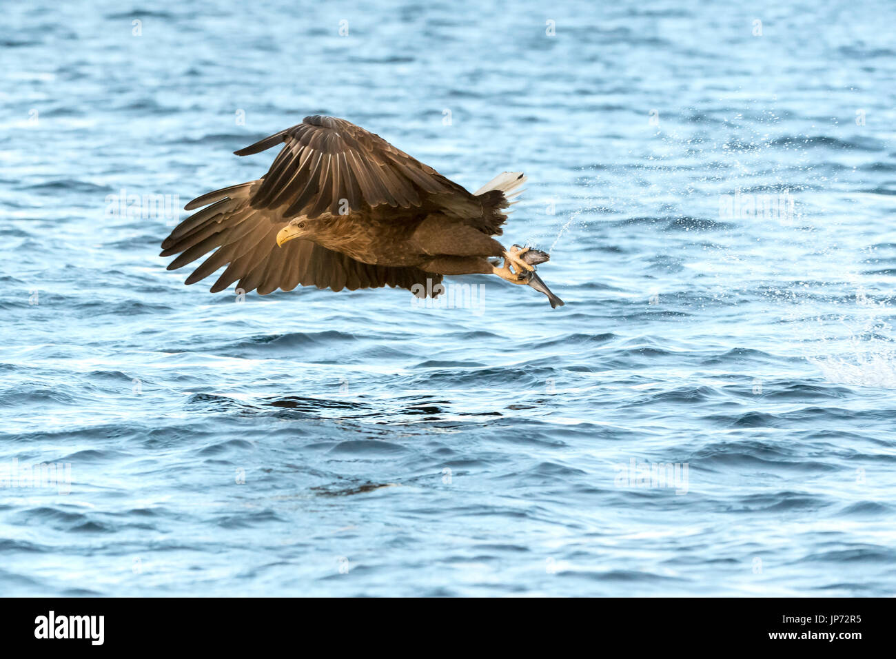 Eagle catching fish hi-res stock photography and images - Alamy