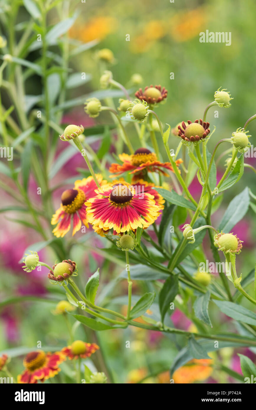 Helenium red hybrids hi-res stock photography and images - Alamy