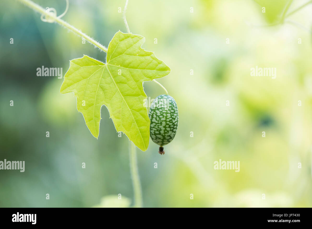 Melothria scabra. Cucamelon / Mouse Melon fruit Stock Photo - Alamy