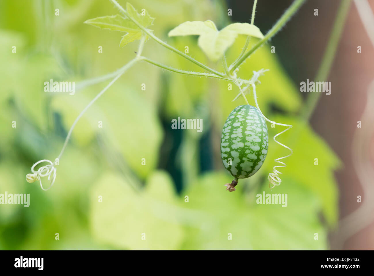 Melothria scabra. Cucamelon / Mouse Melon fruit Stock Photo - Alamy