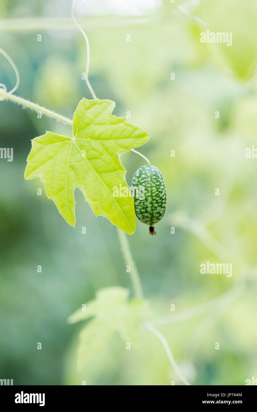 Melothria scabra. Cucamelon / Mouse Melon fruit Stock Photo - Alamy