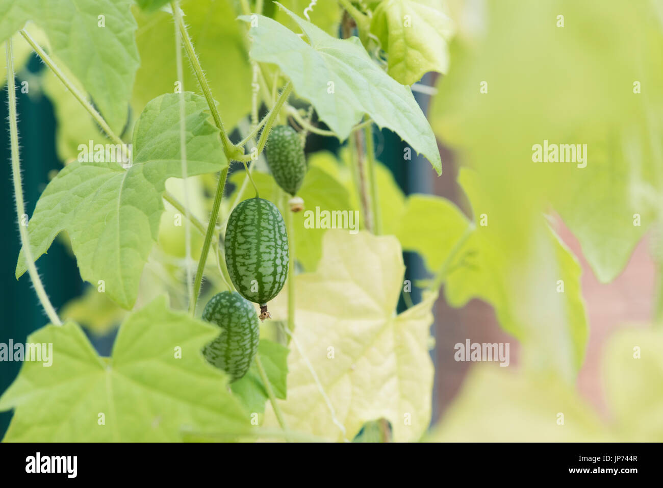 Melothria scabra. Cucamelon / Mouse Melon fruit Stock Photo - Alamy