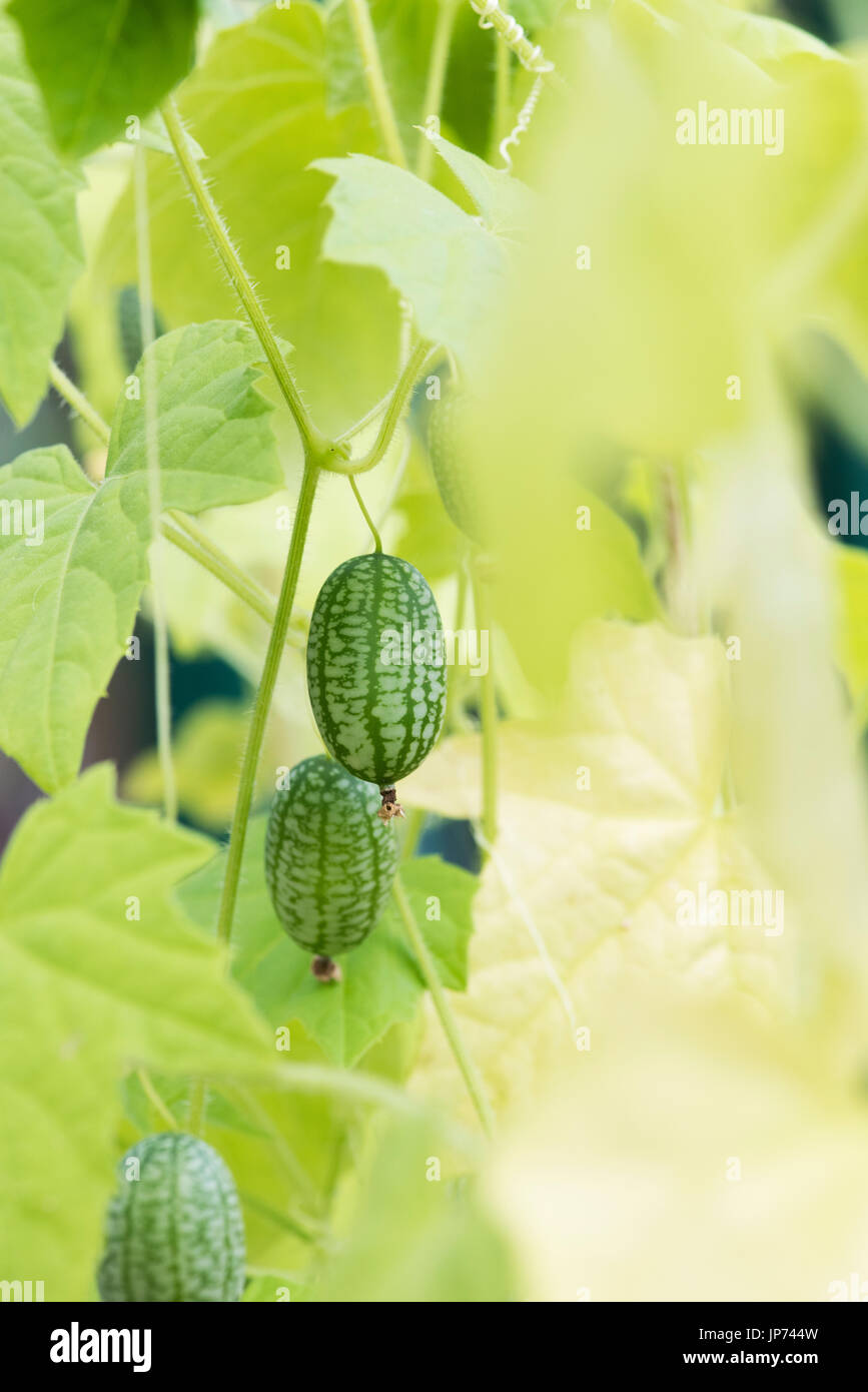 Melothria scabra. Cucamelon / Mouse Melon fruit Stock Photo - Alamy